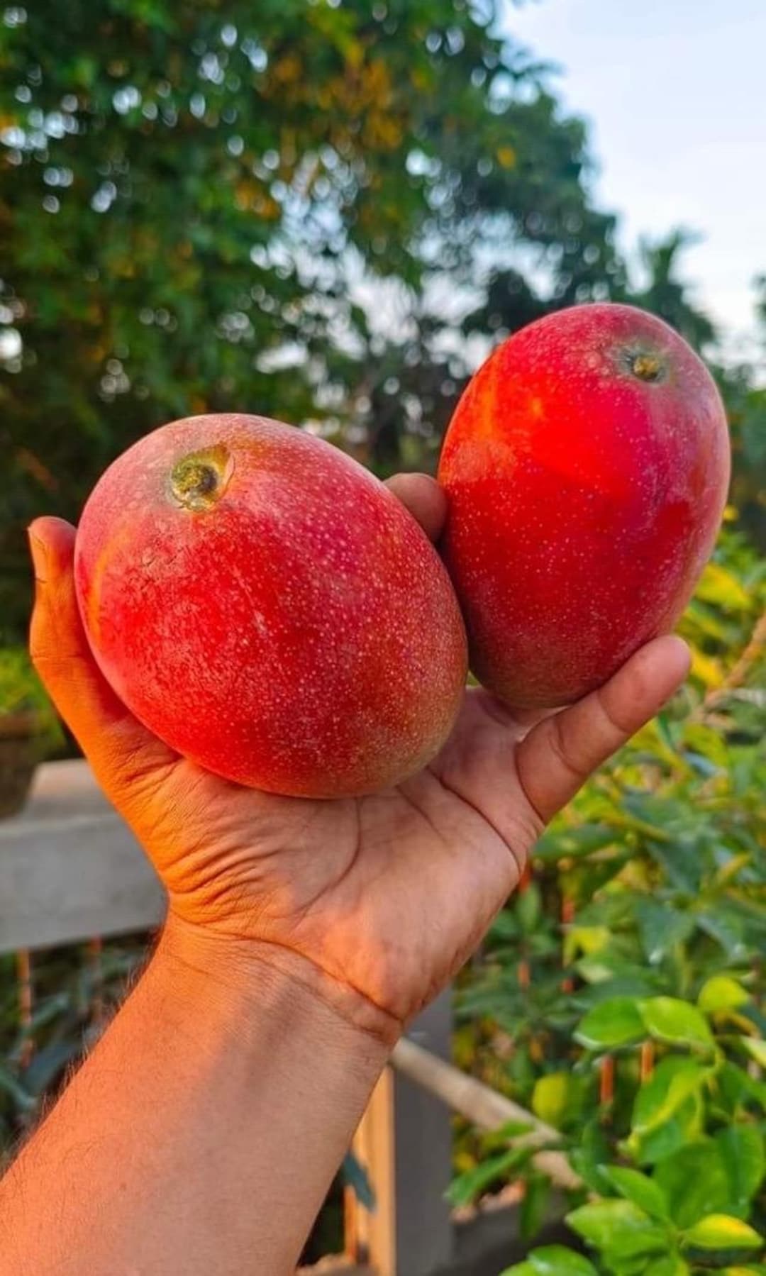 Grafted Miyazaki Mango Tree: Egg of the Sun Variety (3-4ft Tall) - Etsy