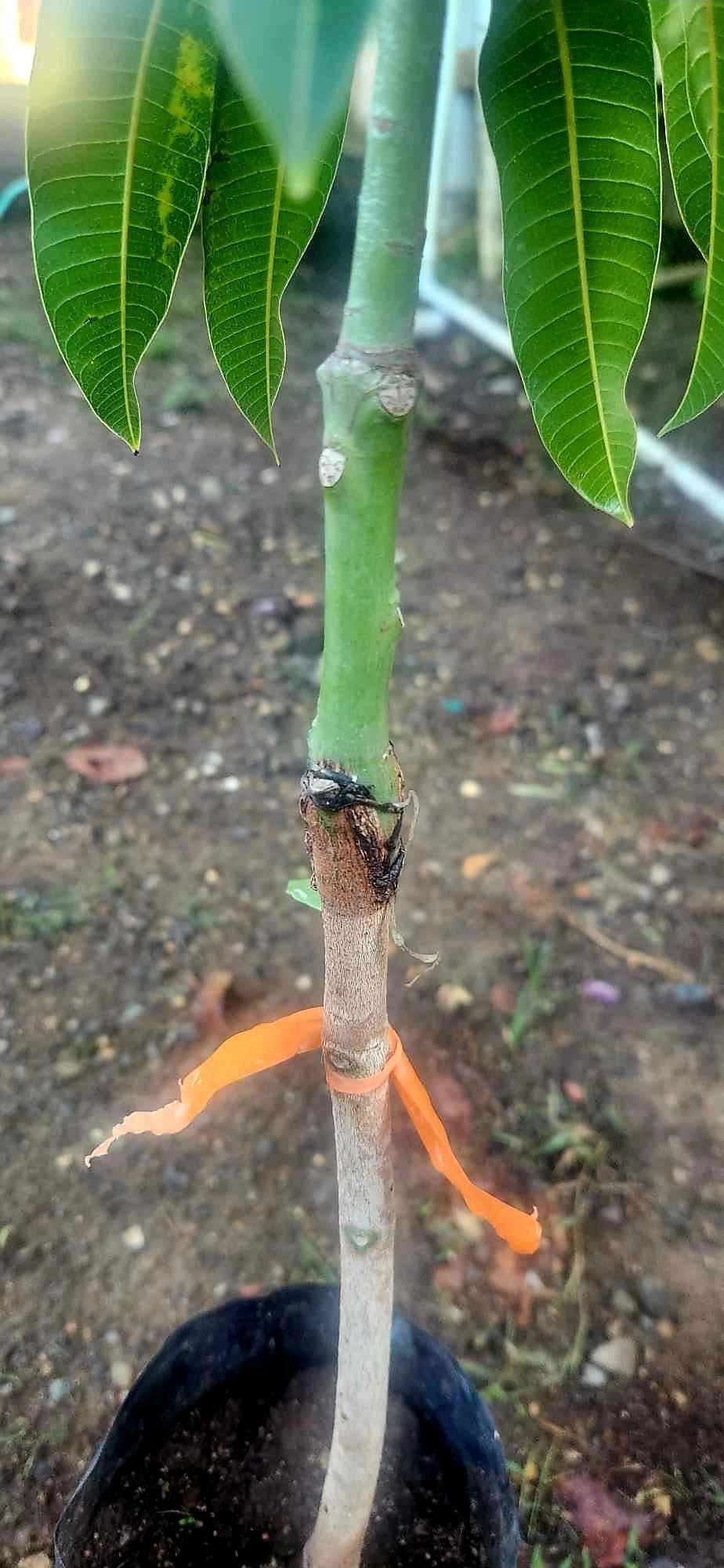 Giant Grafted Rapoza Mango Live Fruit Tree (3-4ft) (MANGIFERA Indica ...