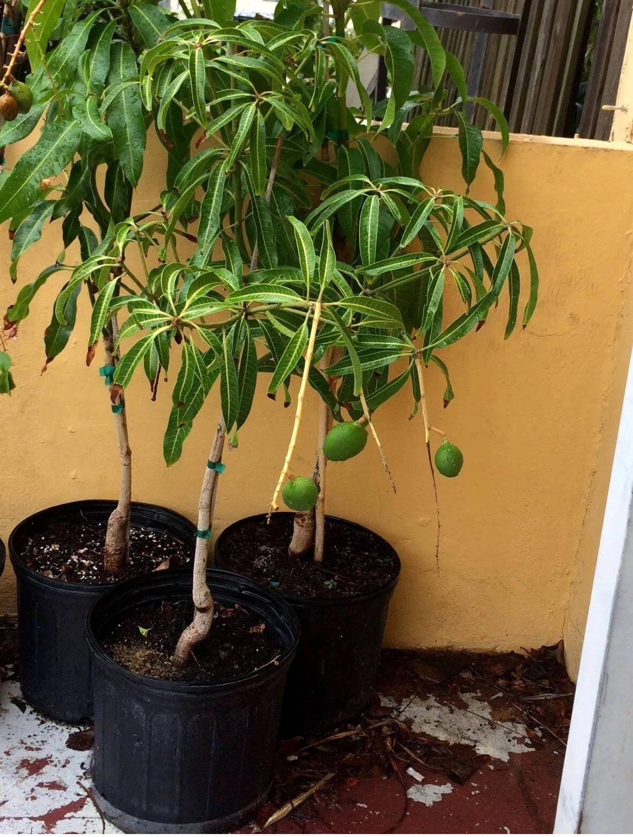 Grafted Ice Cream Mango Tree: Tropical Fruit, Cold Resistant (3-4ft ...