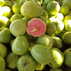Big Guayaba Garita “psidium” GUAVA LIVE Frui Tree (24in to 32in) - Etsy