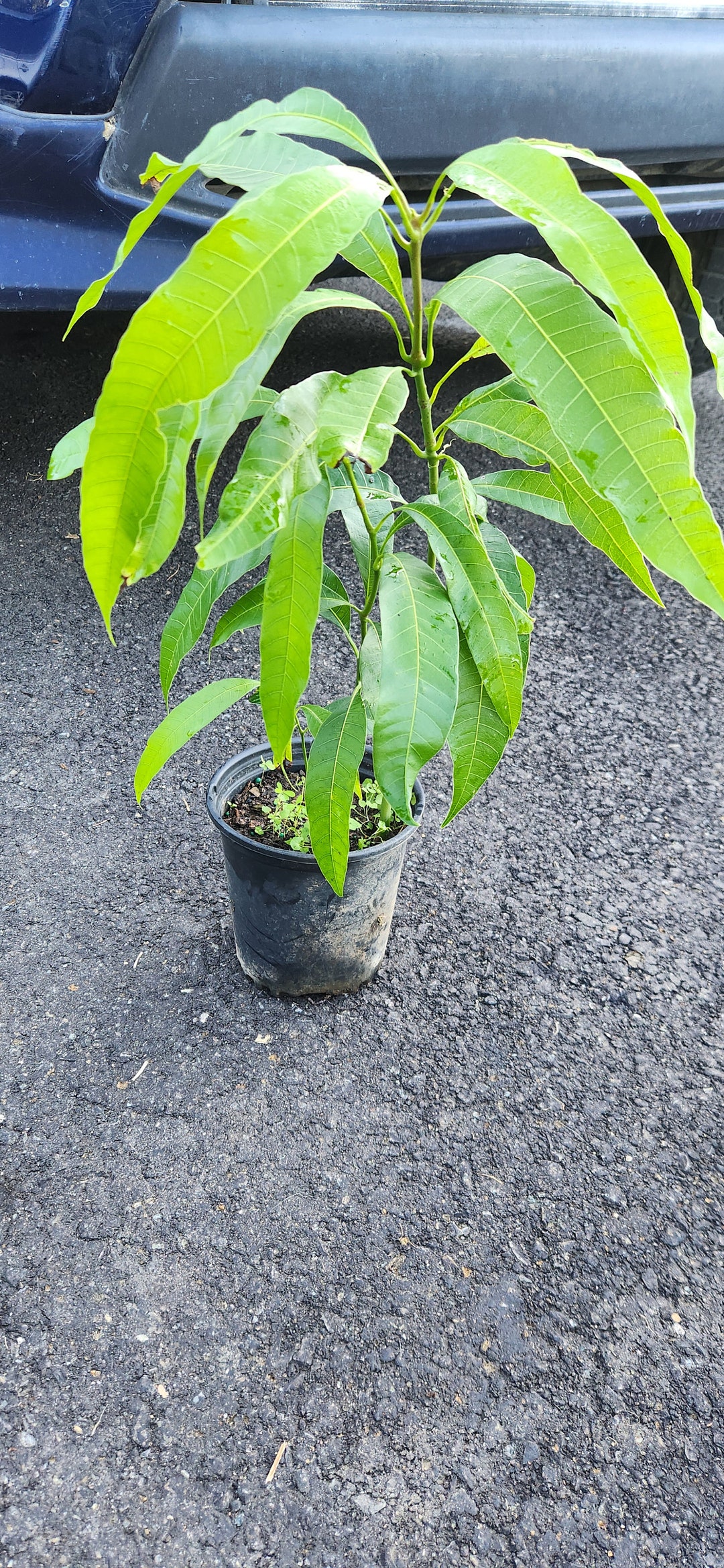 Seedling Julie Mango Live Fruit Tree (mangifera Indica). 1 Ft - Etsy