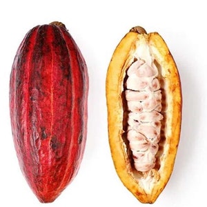 Grafted Cacaotree Tropical Fruit Tree (teobroma Cacao)arbol De ...