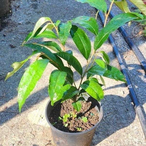 Purple Star Apple Live Fruit Tree/ Chrysophyllum Cainito/ 12inch-24 ...