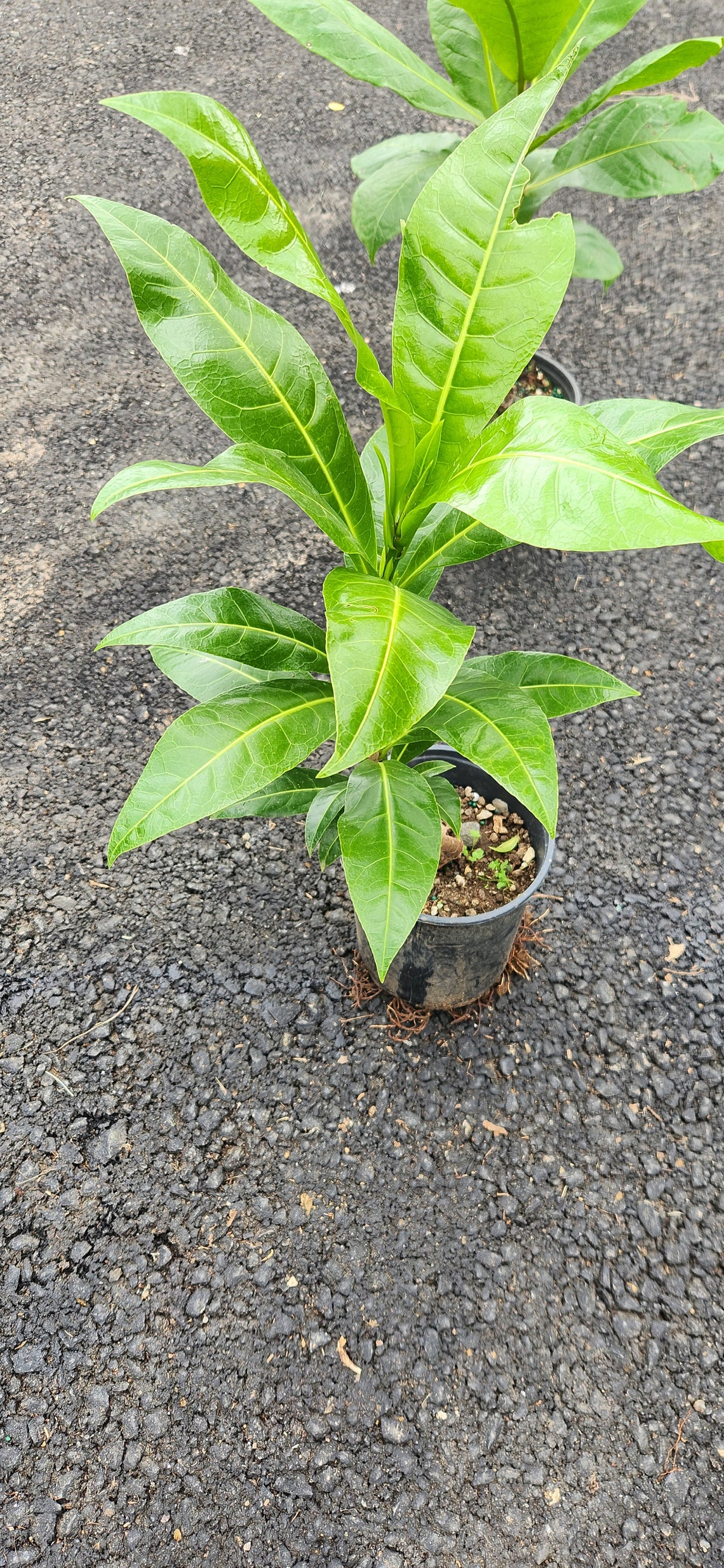 Fiji Nut Tree: Barringtonia Edulis - Tropical Edible Nuts (3-4ft) - Etsy
