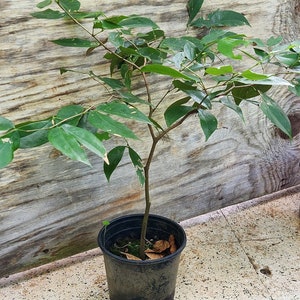 Tall Algarrobo /ceratonia Siliqua/ Carob Live Fruit Tree (2-3ft Plant ...