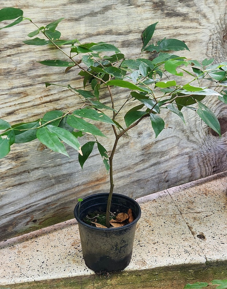 Tall Algarrobo /ceratonia Siliqua/ Carob Live Fruit Tree (2-3ft Plant ...