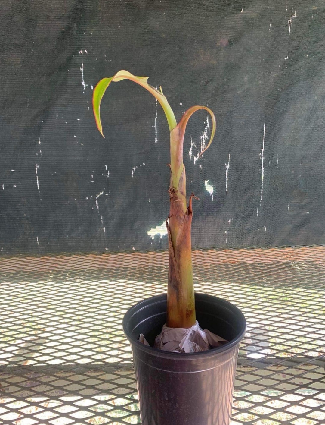 Saba Plantain (musa Acuminata × Balbisiana)semilla Platano Live Plant ...
