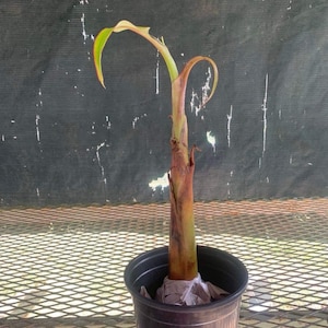 Burro Plantain (musa Paradisiaca) Semilla Platano Live Plant Tree (10in ...