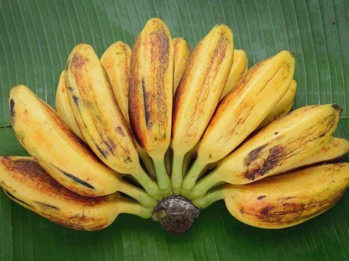 Saba Plantain (musa Acuminata × Balbisiana)semilla Platano Live Plant ...