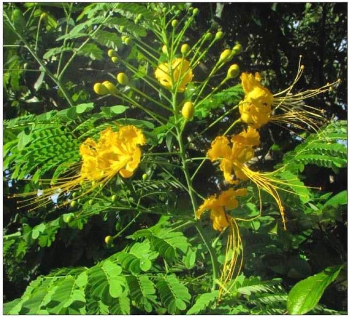 Tall Yellow Flamboyan/delonix Regia/ Live Tropical Flower Tree 2ft - Etsy