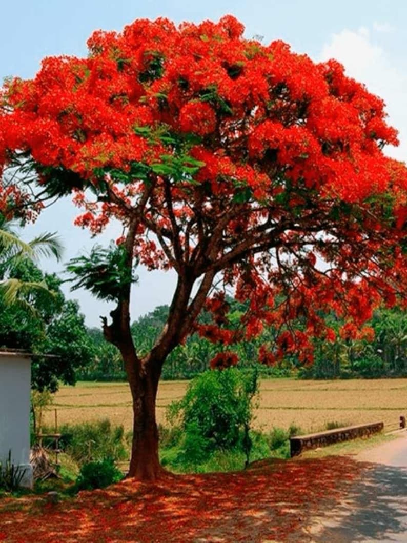 Red Flamboyan Tree /delonix Regia/ Royal Poinciana 2-3ft - Etsy
