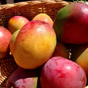 Mango Haden Seedling Live Fruit Tree 18inch-24inch(manglifera) - Etsy