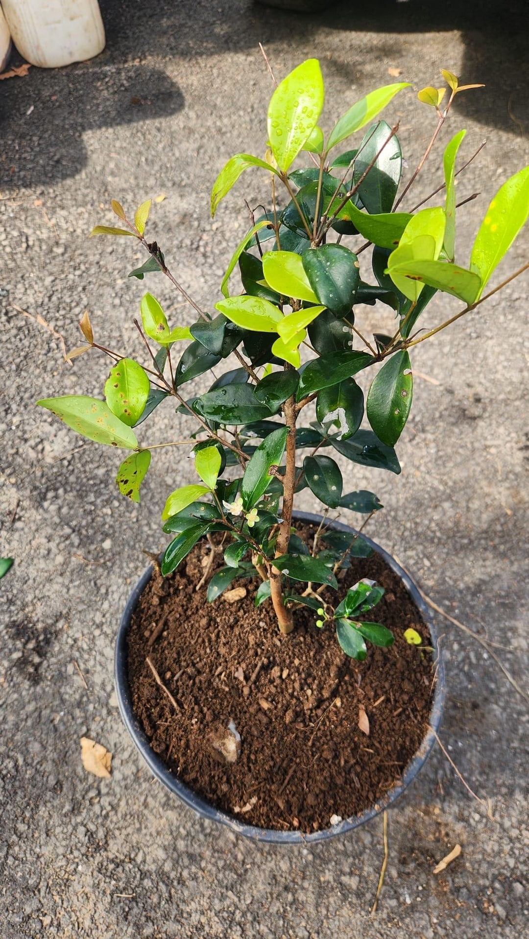 Tall Cherry Rio Grande” Eugenia Involucrata” Live Fruit Tree 2-ft - Etsy