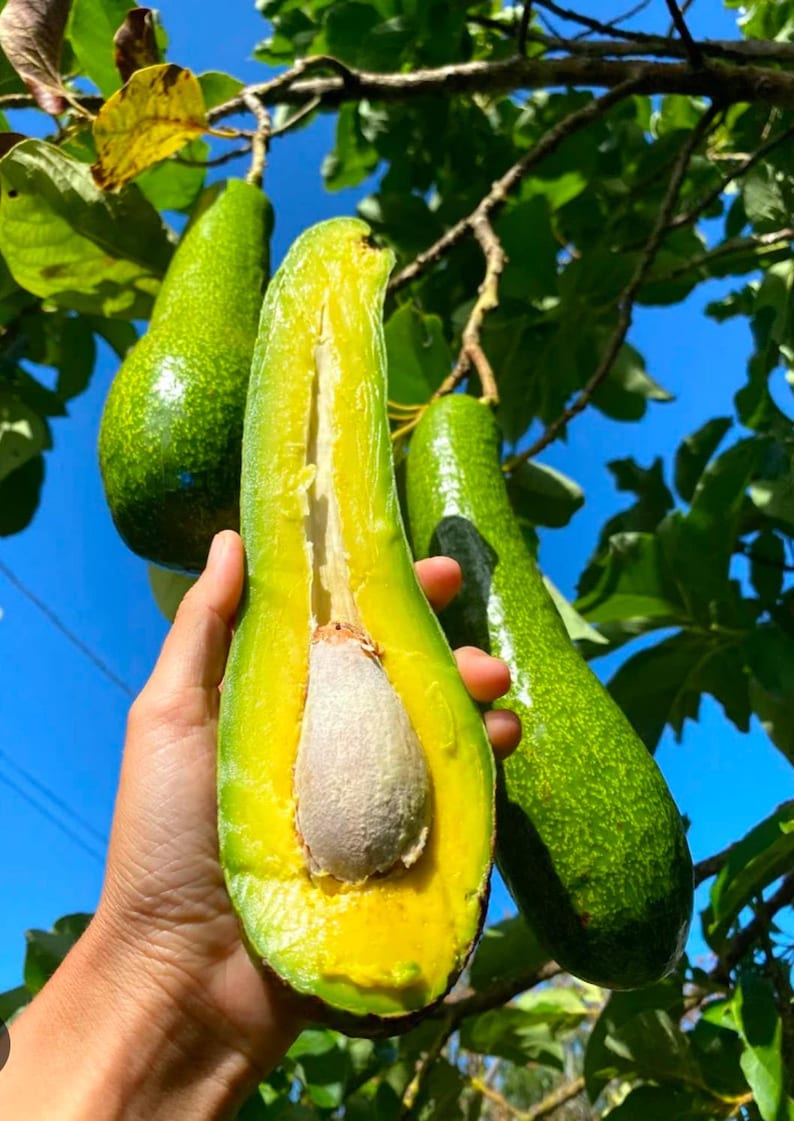 Tree Avocado Long Neck (perseamericana) Live Tree Fruit Cuello Largo ...