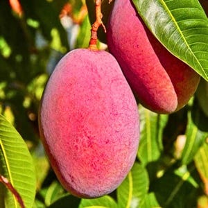 Grafted Miyazaki Mango Tree: Egg of the Sun Variety (3-4ft Tall) - Etsy