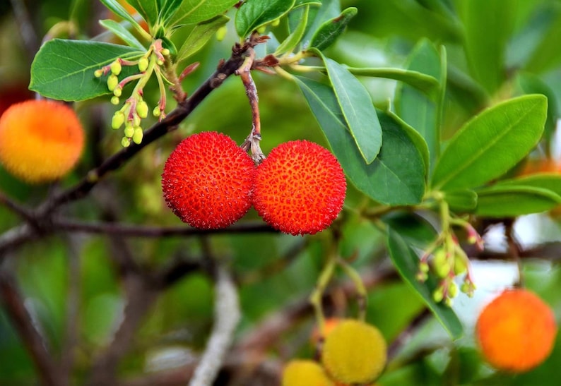 Old MADROÑO Live Fruit Tree /arbutusunedo/ Strawberry Tree 4ft - Etsy