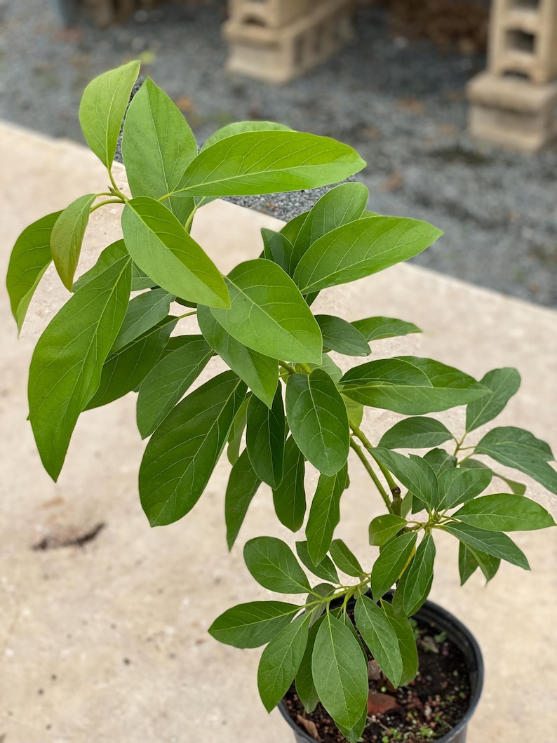 Grafted Avocado Pinkerton (persea Americana)live Fruit Tree (1-2ft ...