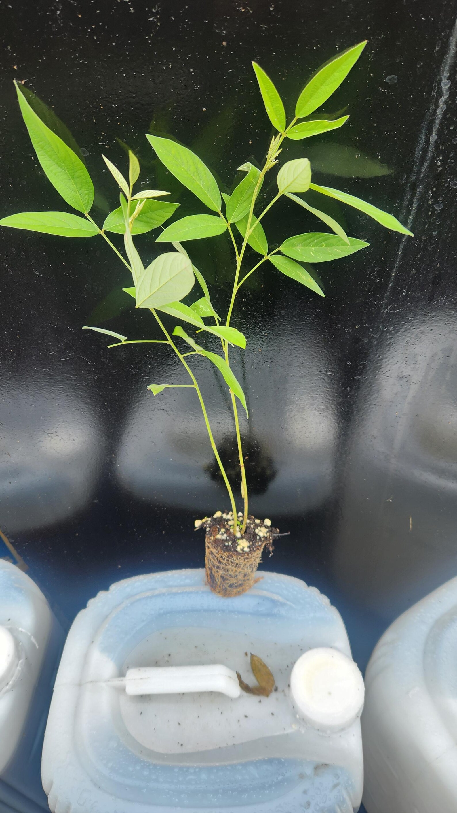 Gandules: Pigeon Pea Shrubby Legume Seeds - Etsy