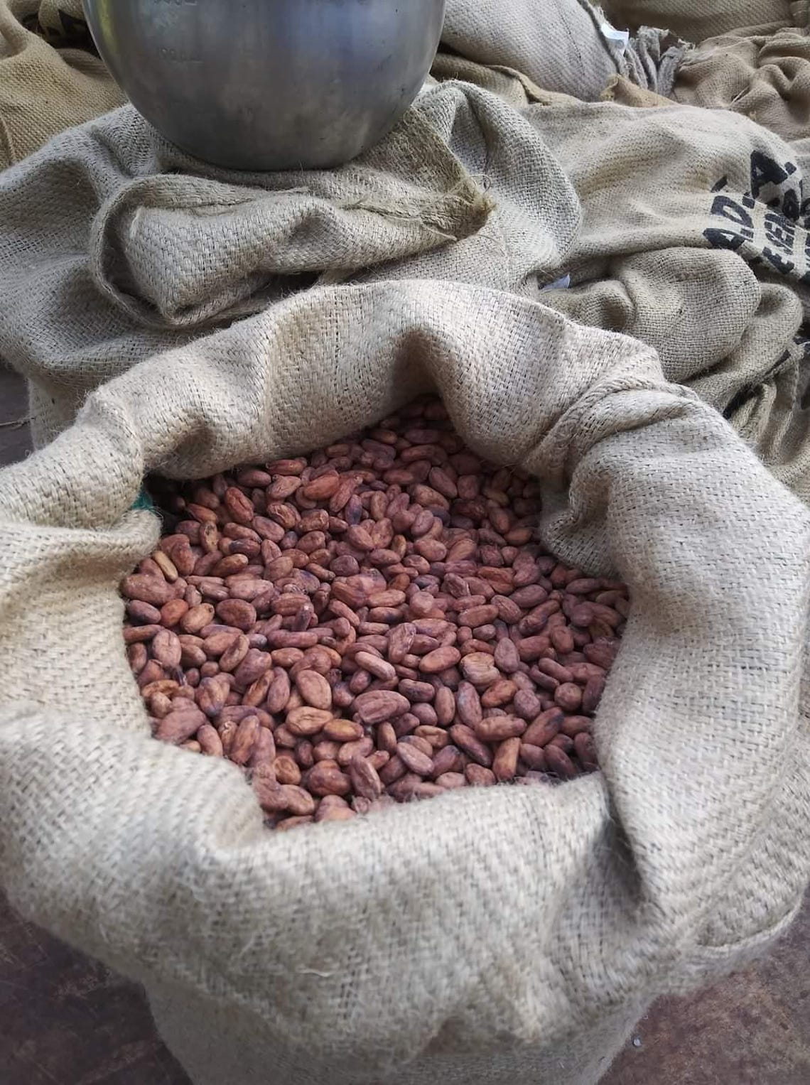 Tall Cacaotree Tropical Fruit Tree (teobroma Cacao)arbol De Chocolate ...