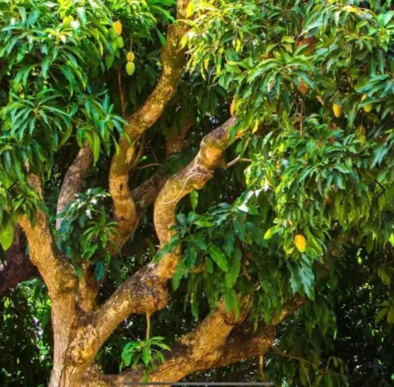 Mango Tree (pineapple Strain)manglifera 1 FT - Etsy