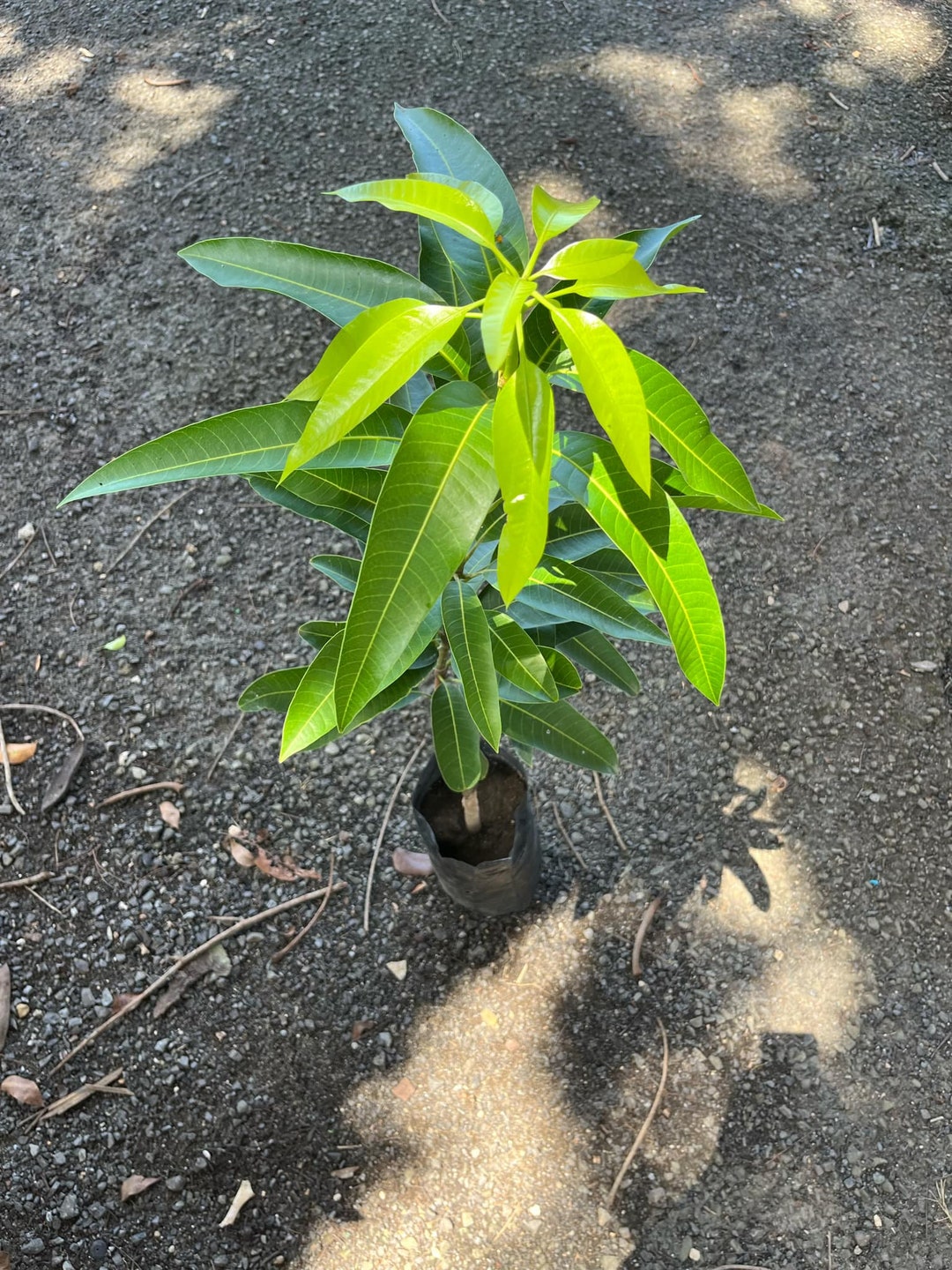 Grafted Ice Cream Mango Tree: Tropical Fruit, Cold Resistant (2ft Tall ...