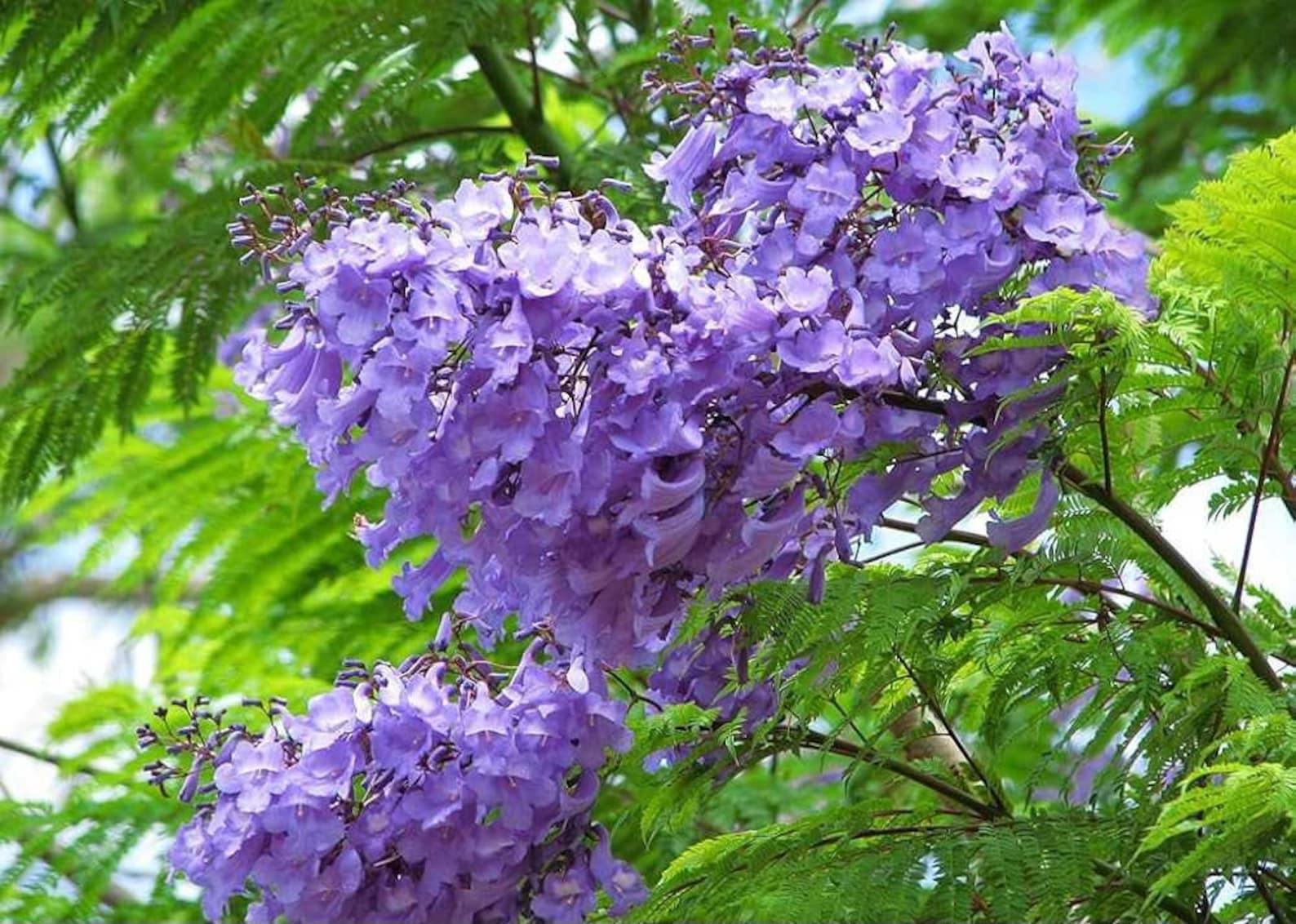 Blue Jacaranda - Etsy