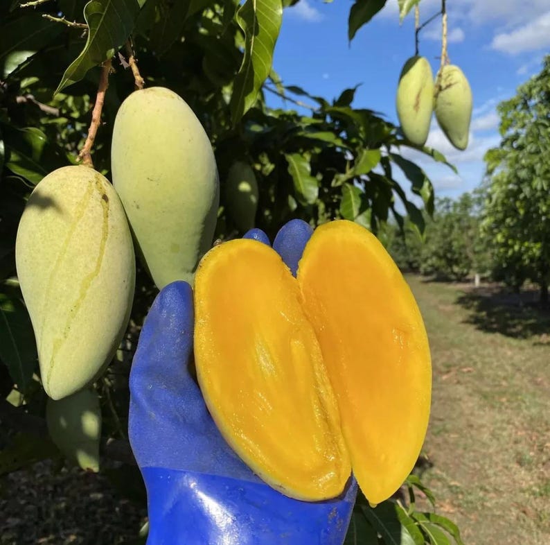 Grafted Nam Doc Mai Mango Tree: Early Fruiting Variety (3-4ft Tall) - Etsy