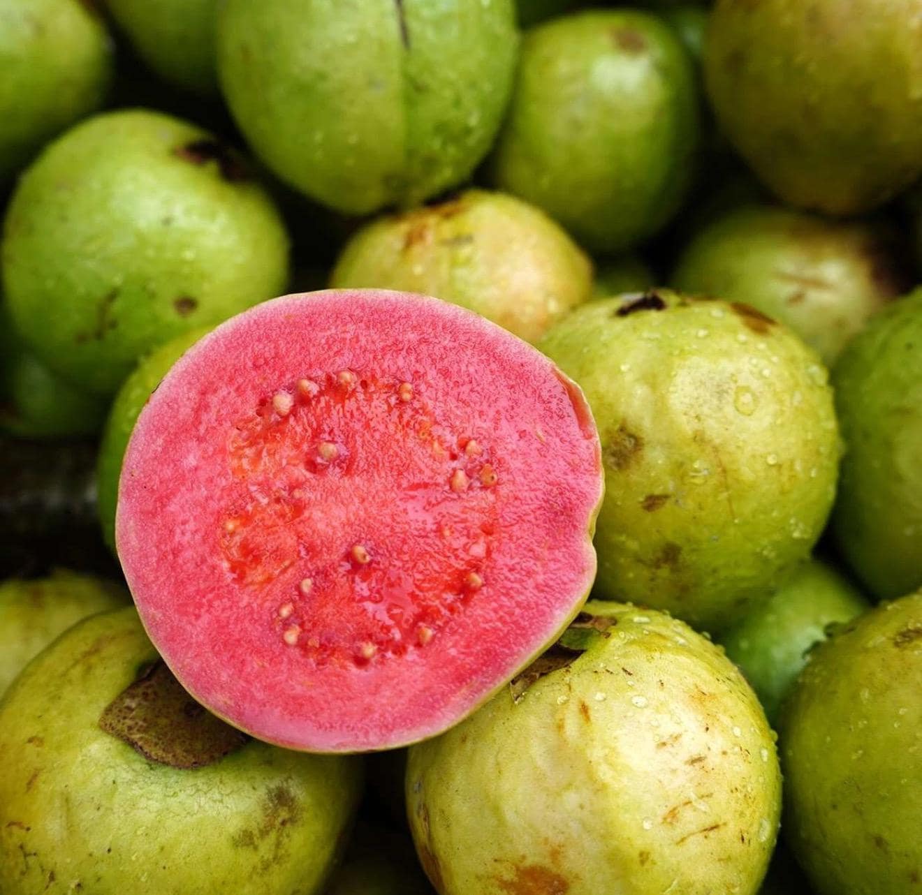 Old Giant Indian Red Guava( Psidium Guajava) Guayaba Live Fruit Tree ...