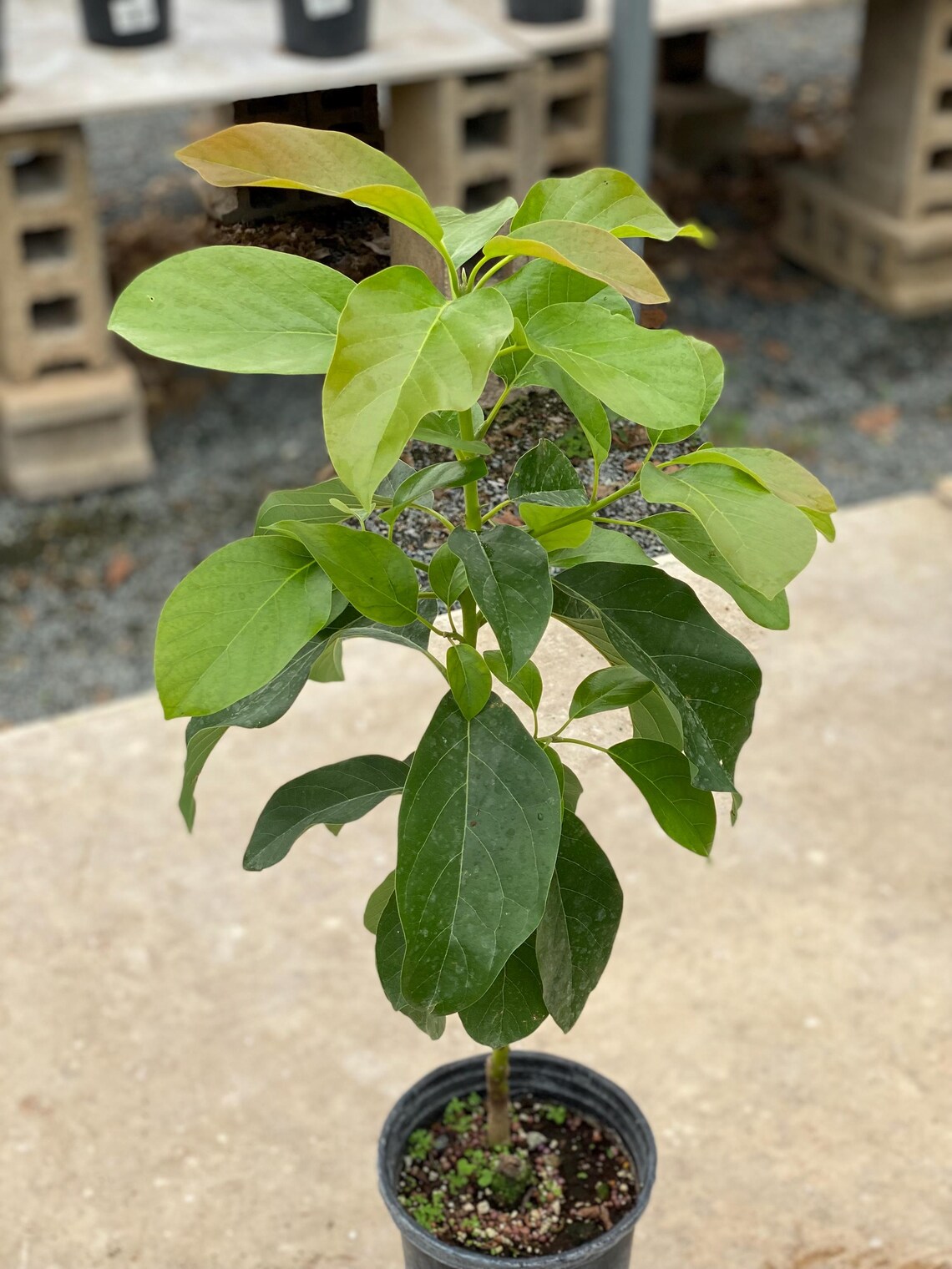 Grafted Avocado Bacon (peresea Americana) Live Fruit Tree(1-2ft ...