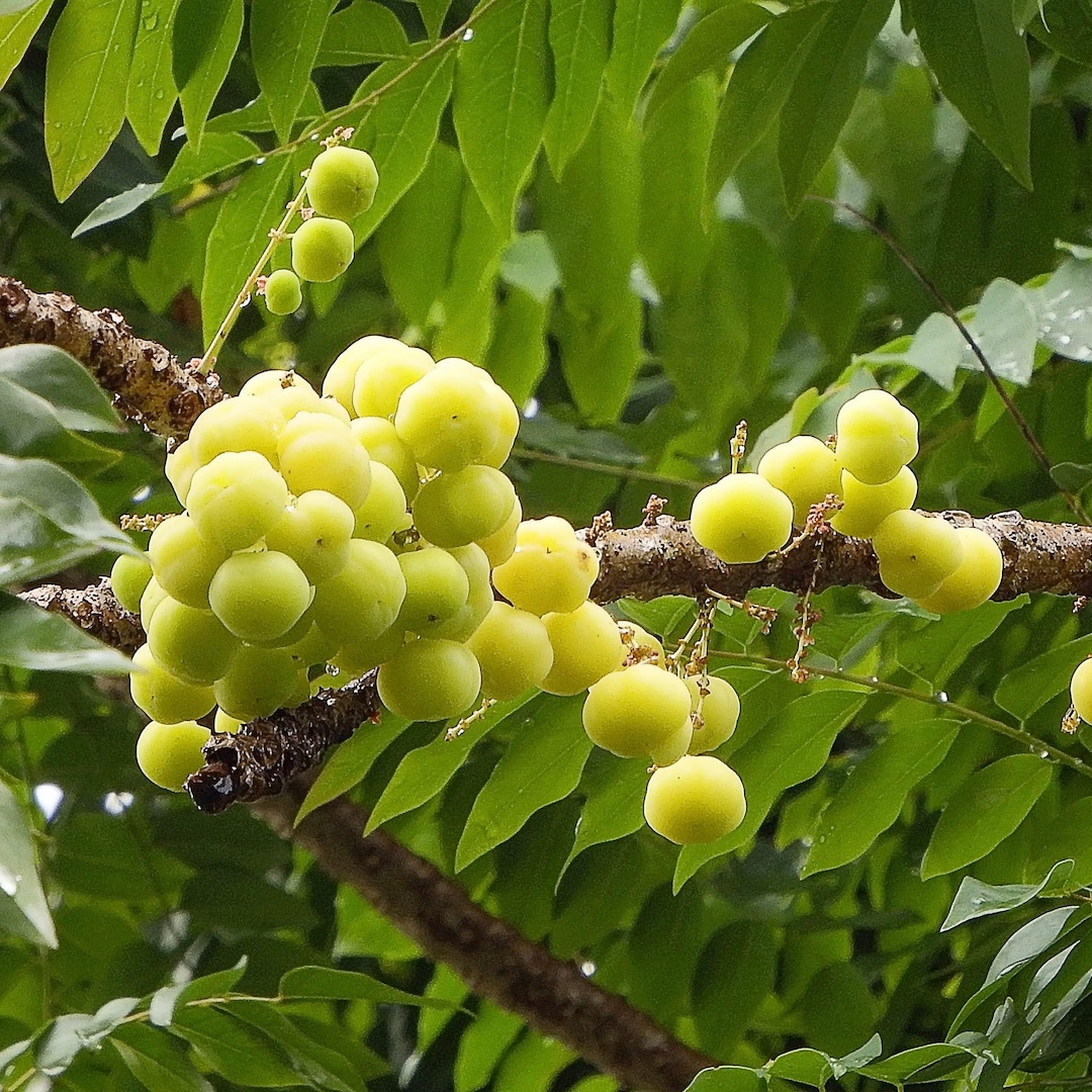Big Grosella (phyllanthus Acidus) Live Fruit Tree 2ft - Etsy