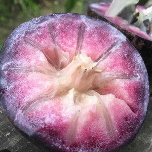Purple Star Apple Live Fruit Tree/ Chrysophyllum Cainito/ 12inch-24 ...