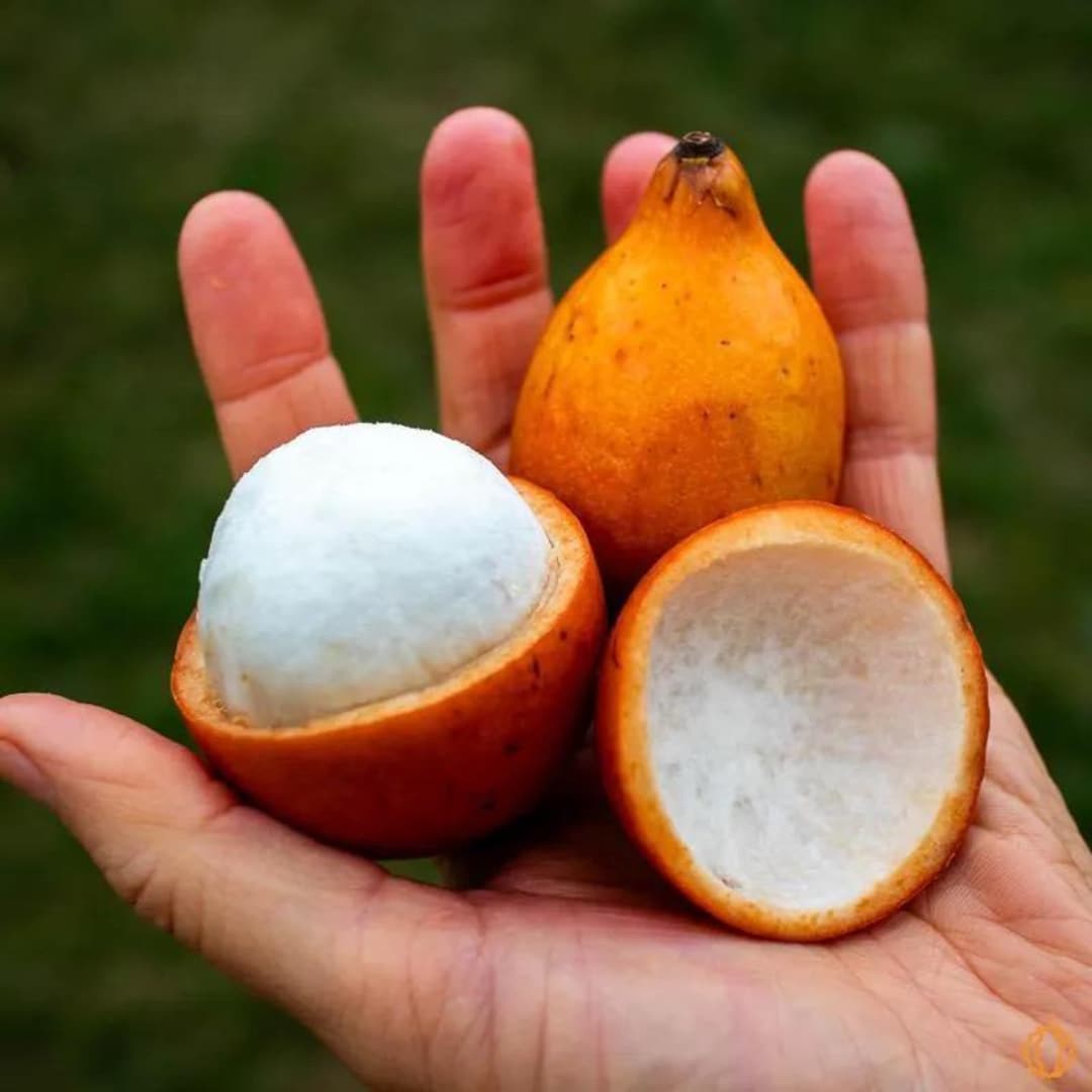 Achachairu (garcinia Humilis) (achacha) Live Fruit Tree (live Fruit ...