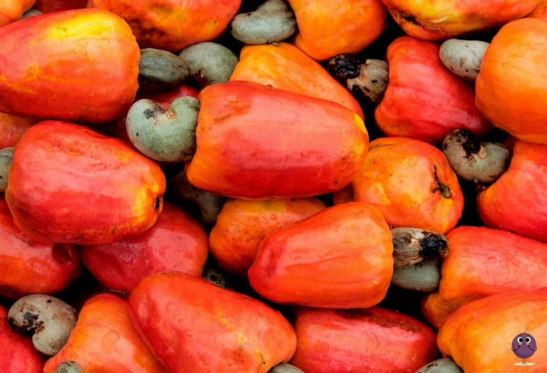 Cashew Nut Red Live Fruit Tree , Marañón, Pajuil (1-2ft ...