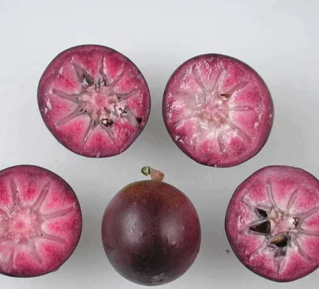 Tall Caimito Purple Star Apple /chrysophyllum Cainito/ Live Frui Tree 2 ...