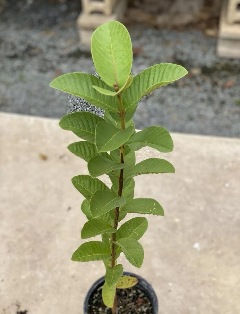 Old Giant Ruby Supreme Guava( Psidium Guajava) Guayaba Live Fruit Tree ...