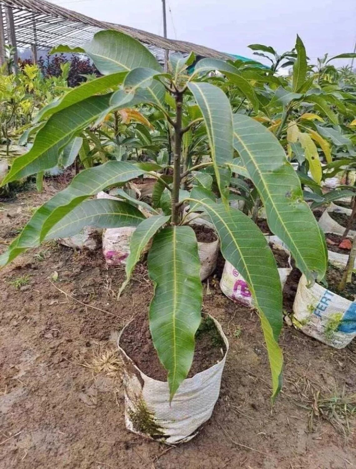 Seedling Julie Mango Live Fruit Tree (mangifera Indica). 2 Ft - Etsy