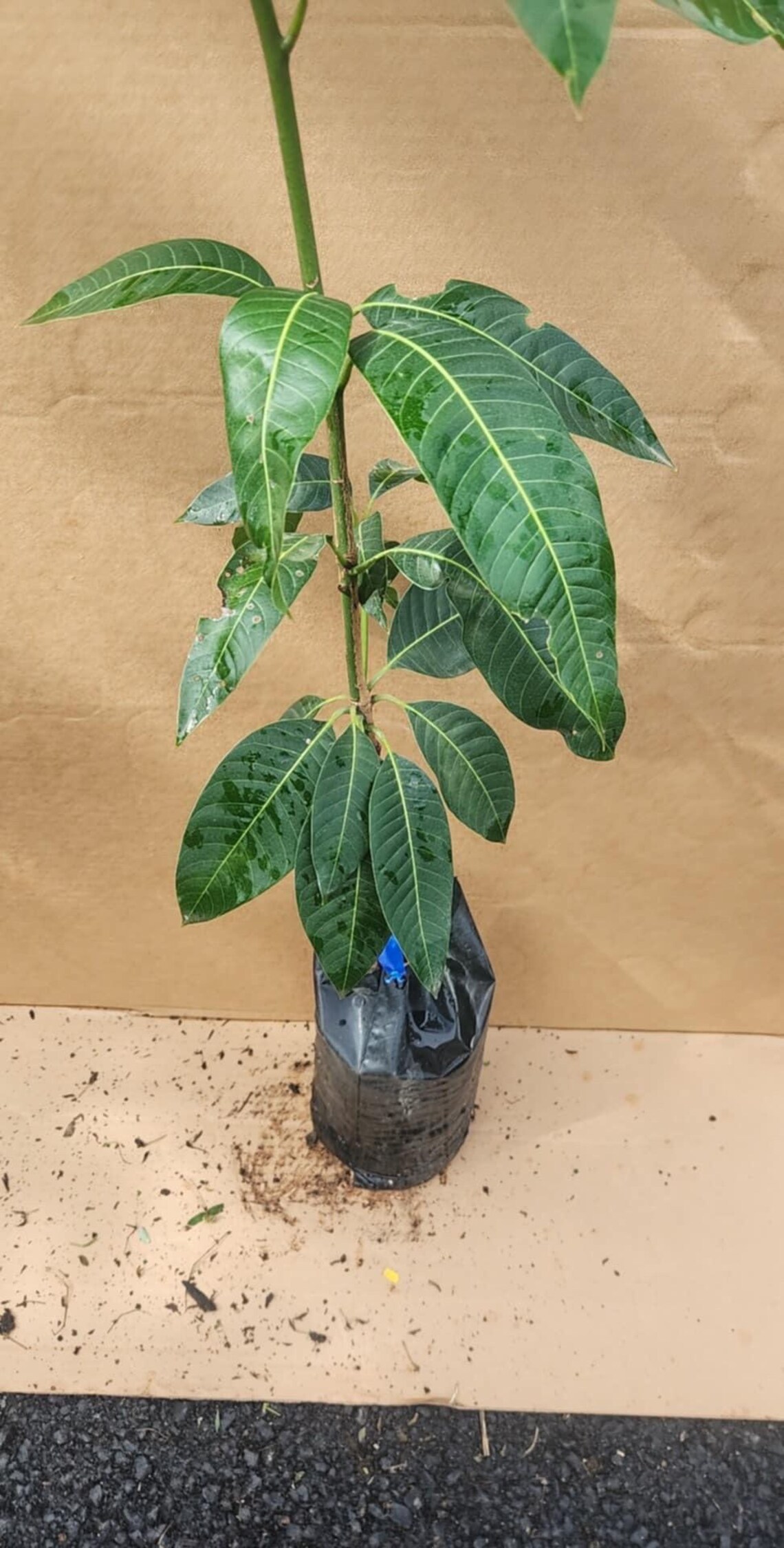 Grafted Ataulfo Mango Live Fruit Tree (2ft) Mangifera Indica Arbol De ...