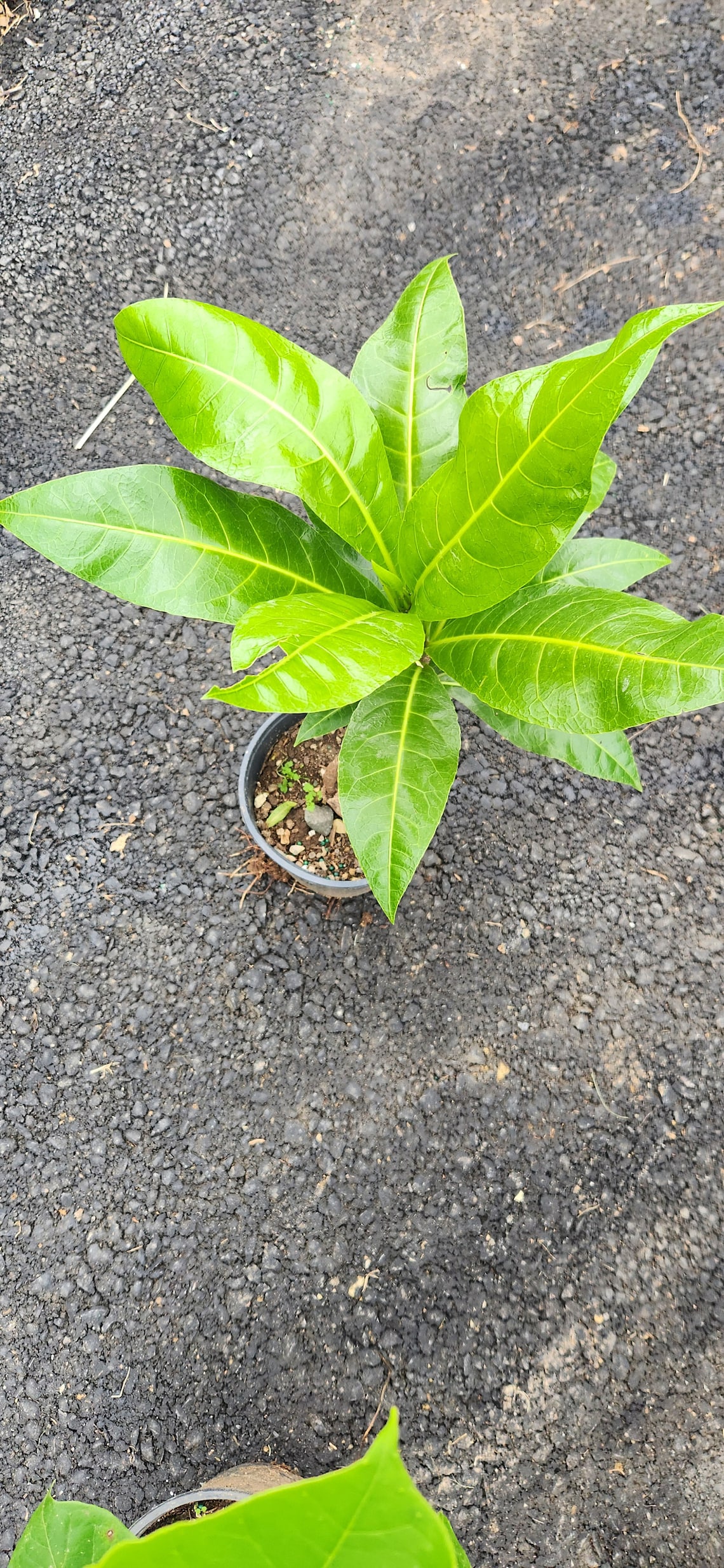 Fiji Nut Tree: Barringtonia Edulis - Tropical Edible Nuts (3-4ft) - Etsy