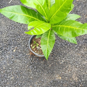 Fiji Nut Tree: Barringtonia Edulis - Tropical Edible Nuts (3-4ft) - Etsy
