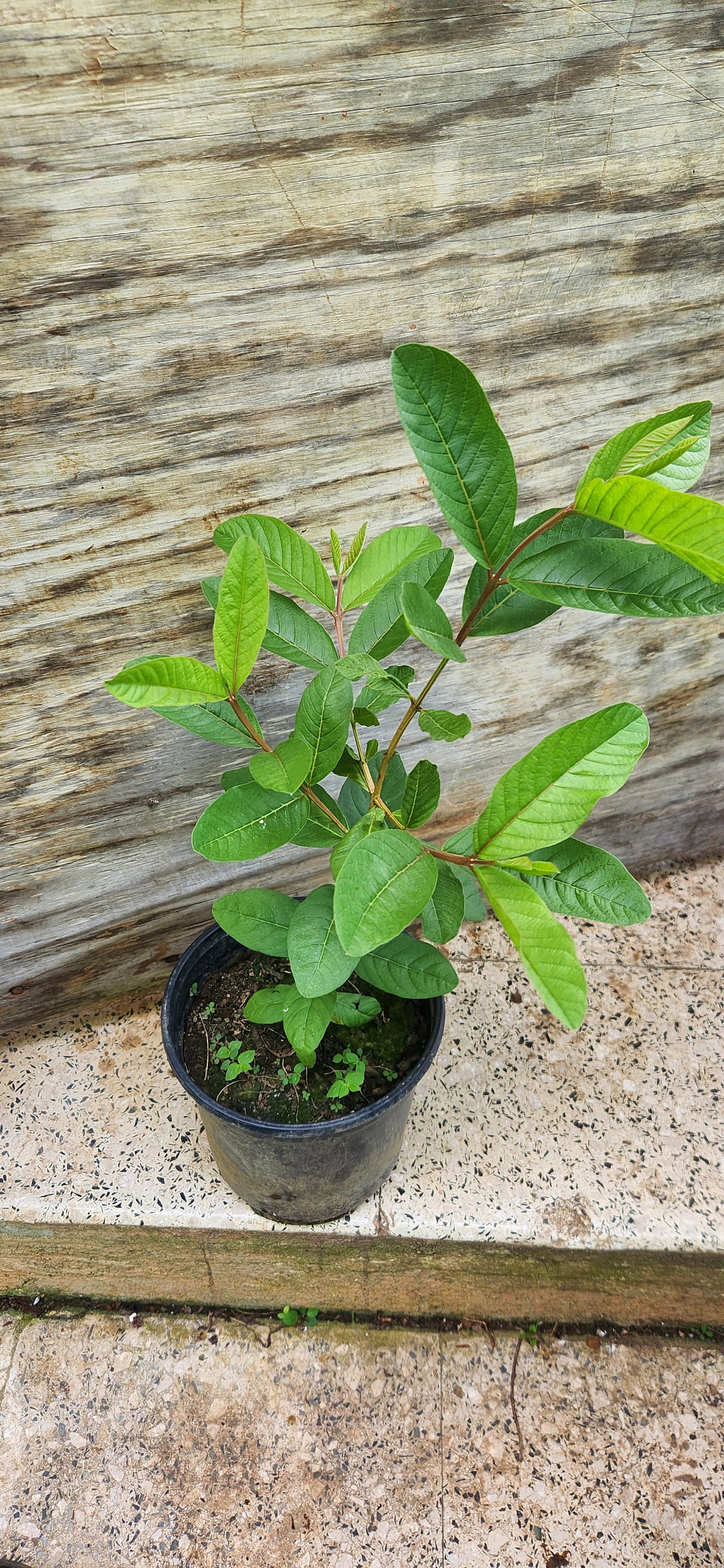 Red Guava Peach Tree (guayaba Pera Roja) Psidium - Etsy