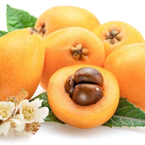 Golden Nugget Loquat Live Fruit Tree (2-3ft) - Etsy