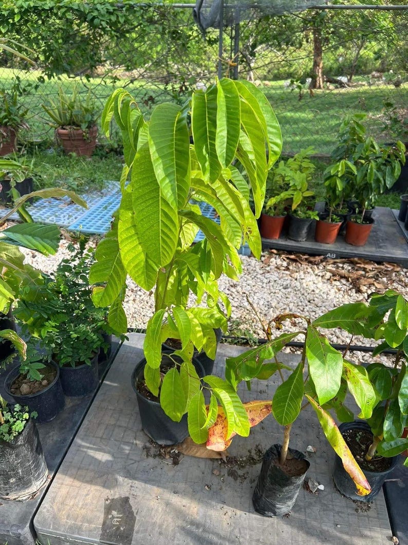 Grafted Rollinia (mucosa) Live Fruit Tree 12inch-24inch - Etsy