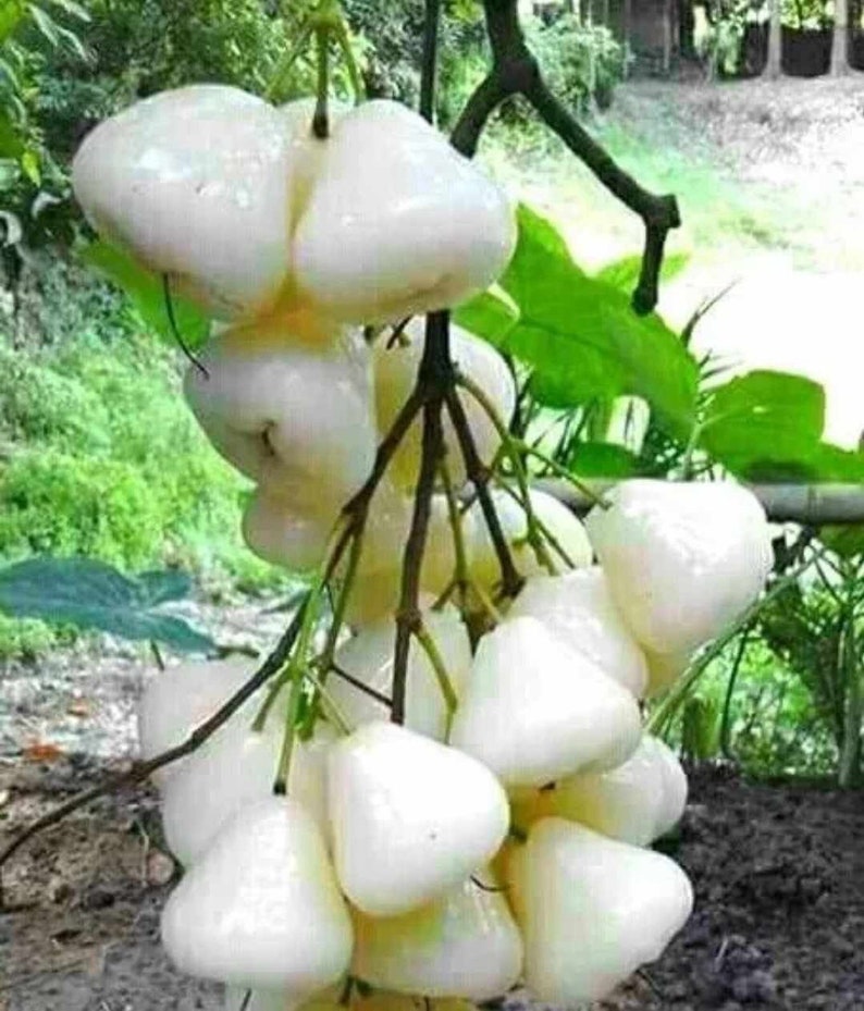 Big White Pumarose/ Jambu Tree/ Wax Jambu 2-3ft Plant - Etsy