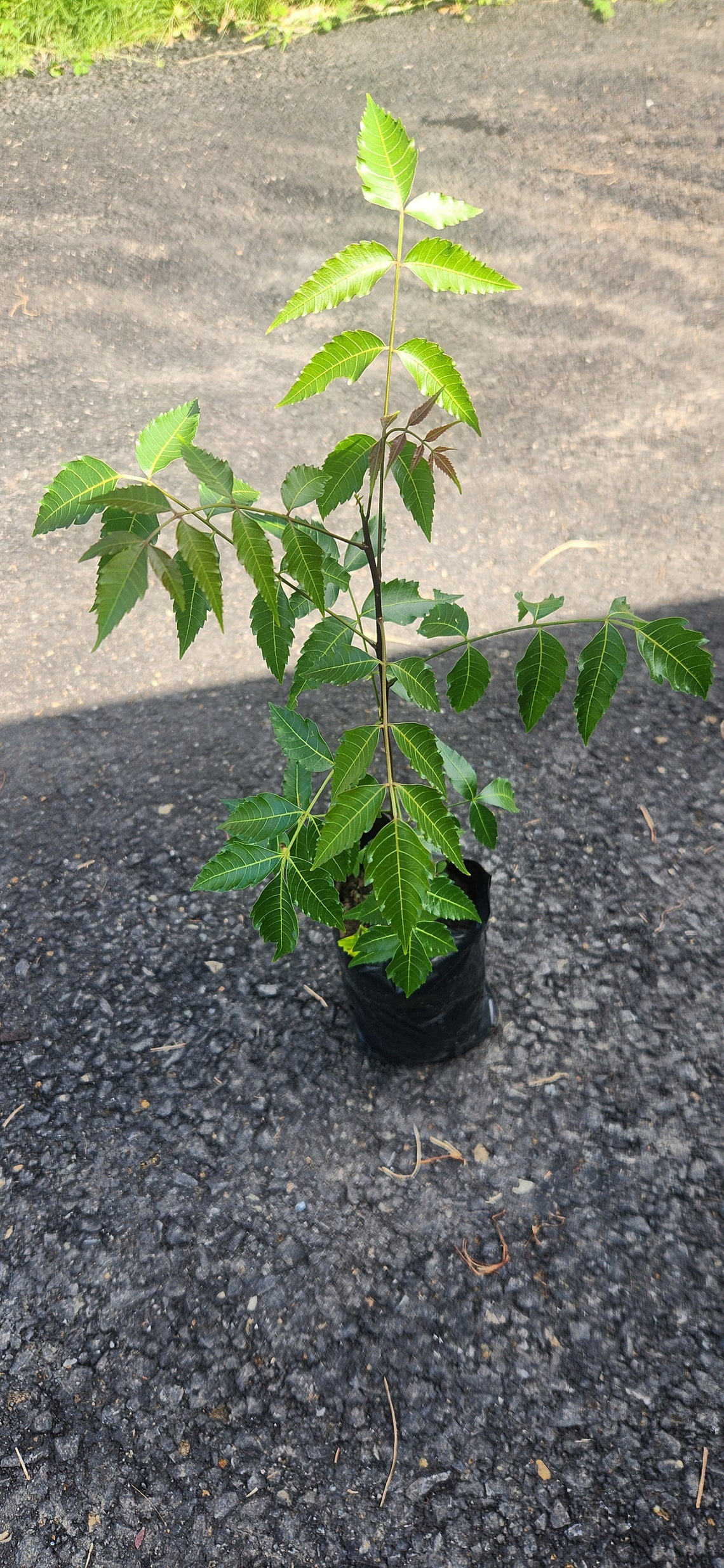 Neem (azadirachta Indica) Margosa Lila India Live Tree (10in - 24in) - Etsy