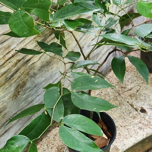 Tall Algarrobo /ceratonia Siliqua/ Carob Live Fruit Tree (2-3ft Plant ...