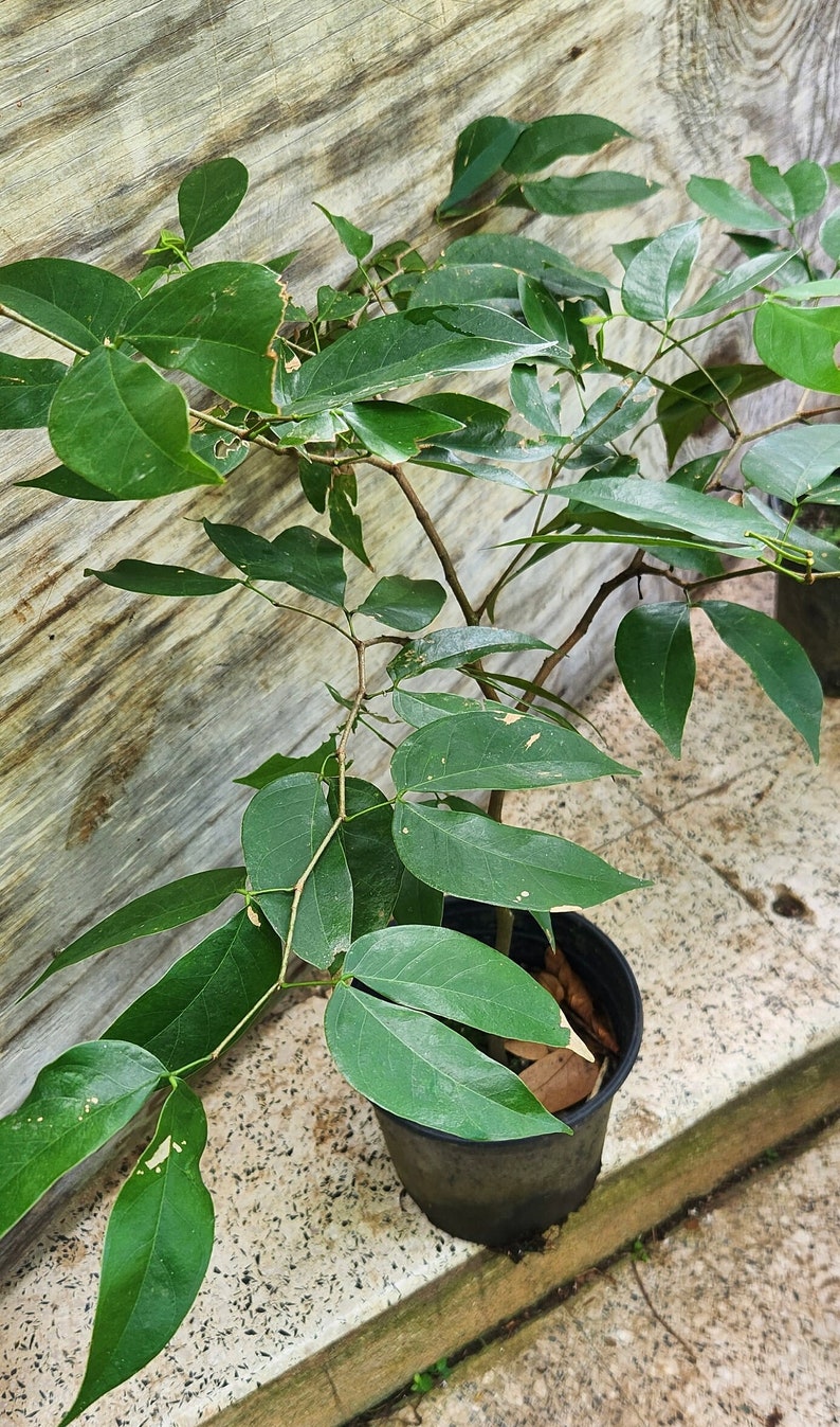 Tall Algarrobo /ceratonia Siliqua/ Carob Live Fruit Tree (2-3ft Plant ...