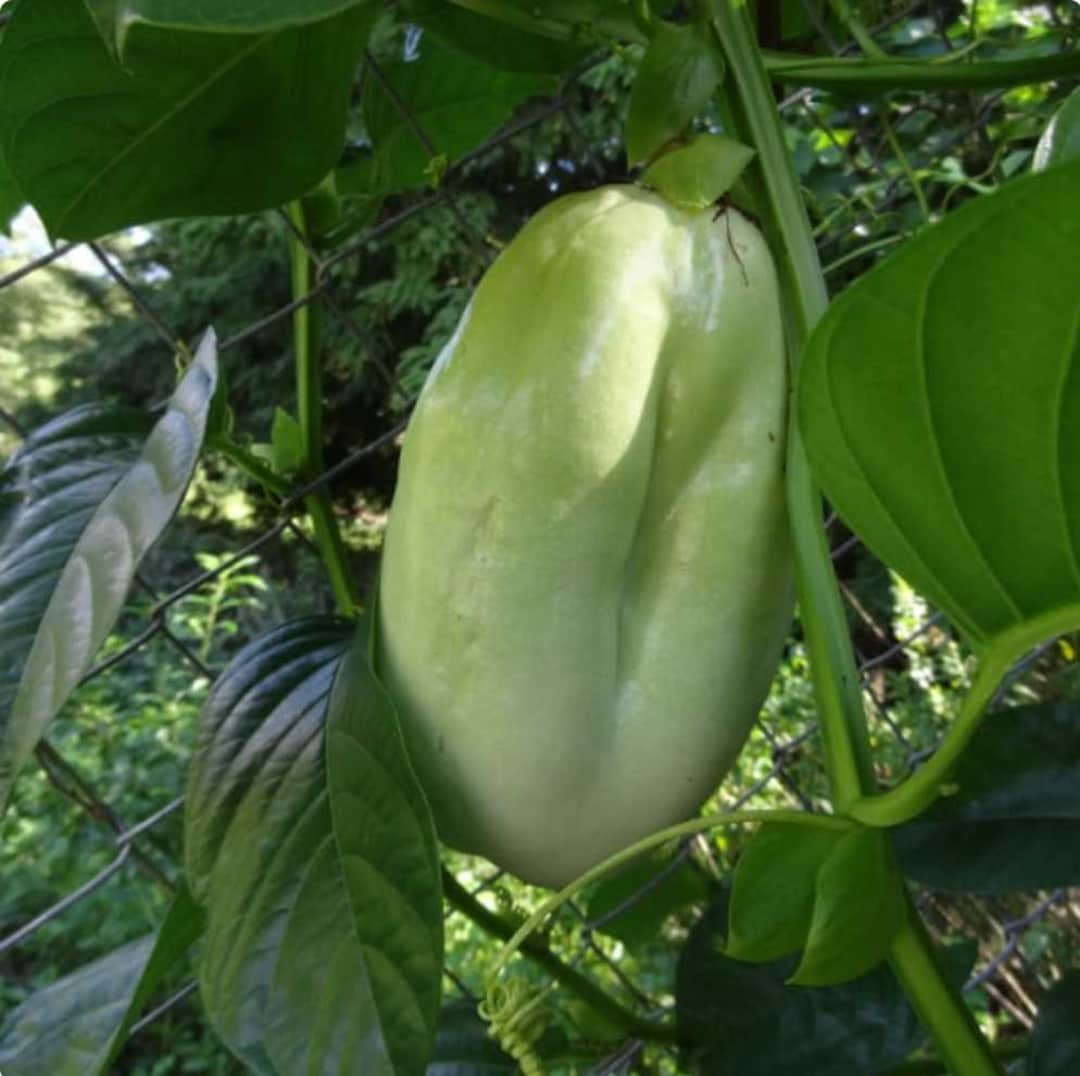 Granadilla Gigante (quadrangularis-giant) Live Fruit Tree (1ft) - Etsy