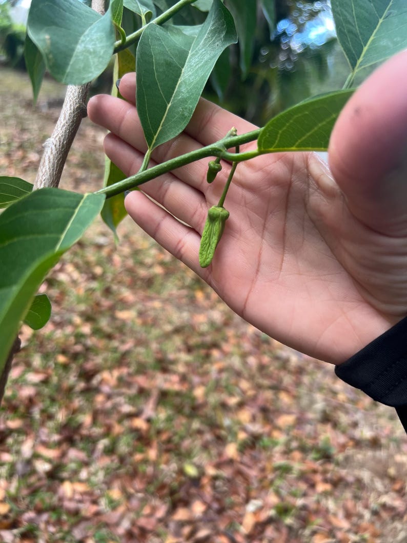 Grafted Flowering Rollinia (mucosa) Live Fruit Tree 12inch-24inch - Etsy