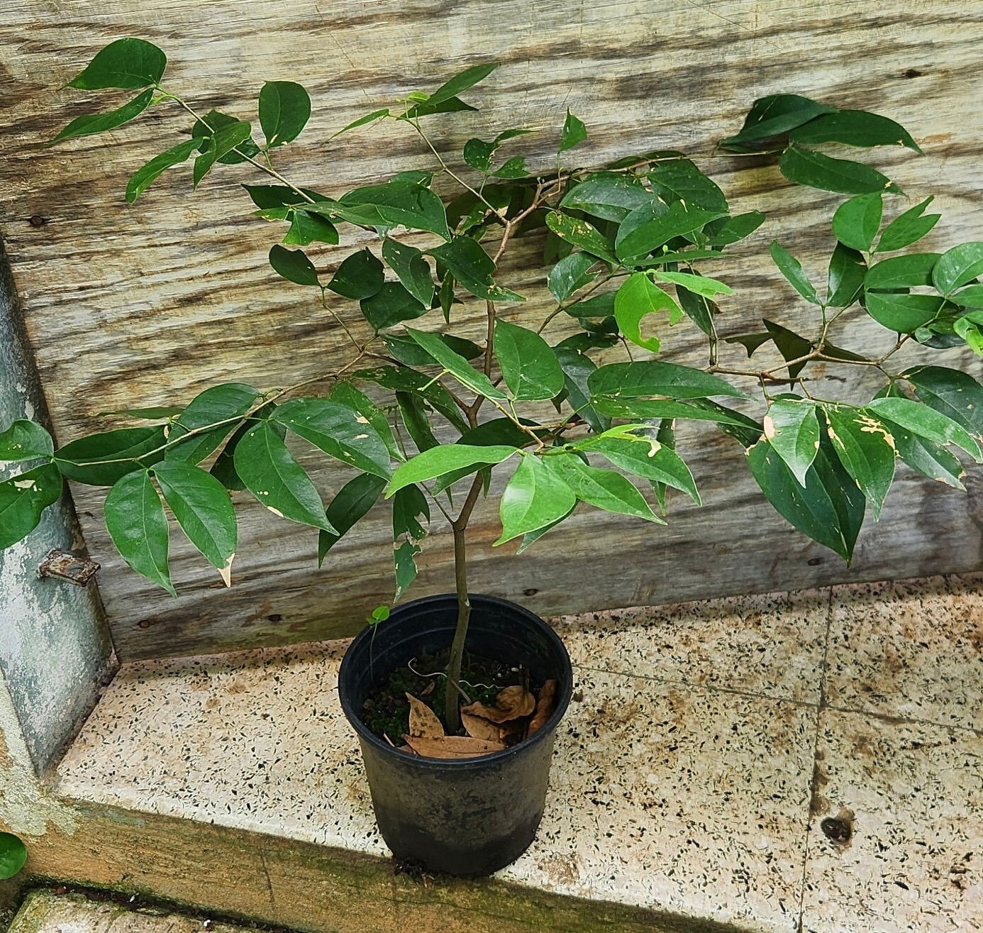 Tall Algarrobo /ceratonia Siliqua/ Carob Live Fruit Tree (2-3ft Plant ...