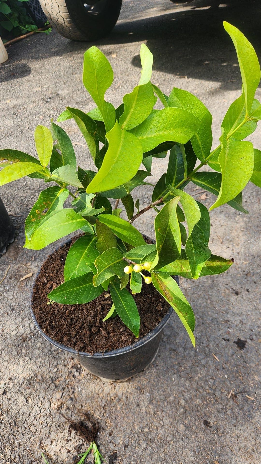 Water Apple/ Jambu Tree/ Wax Jambu (2-3ft) Live Fruit Tree - Etsy